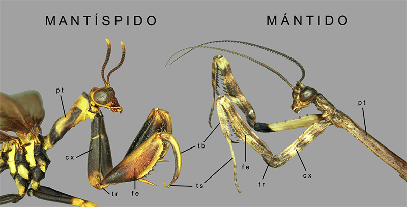 Mantíspidos: moscas mantis